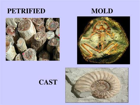 Ppt Fossils And The Geologic Time Scale Powerpoint Presentation Id 2772189