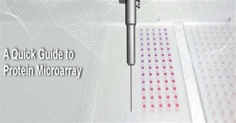 A Quick Guide To Protein Microarray Aurora Biomed