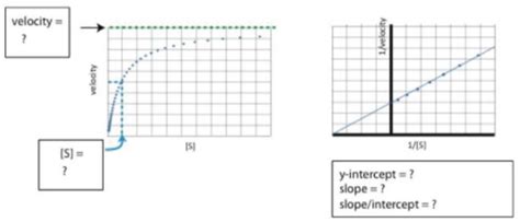 Solved The Kinetic Data From A Single Substrate Enzyme That