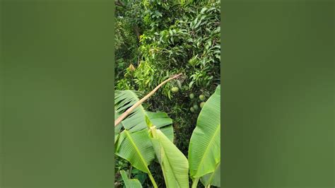 সাতক্ষীরার গোপাল ভোগ আম 🥭 সাতক্ষীরা 31 May 2024 Youtube