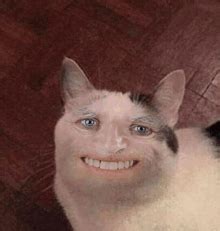 Funny Cat Face S Tenor