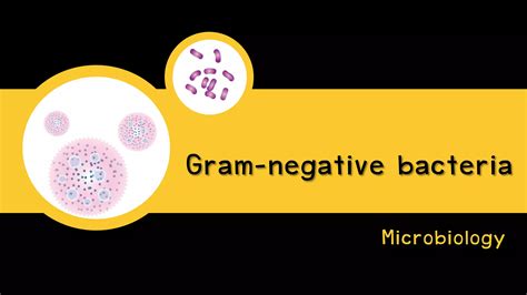 Gram Negative Bacteria Oxidase Positive Pdf