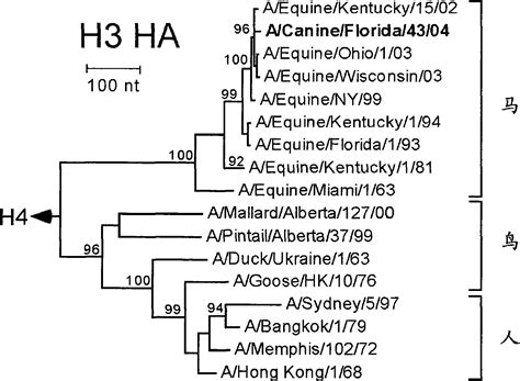 Influenza Viruses Able To Infect Canids Uses Thereof Eureka Patsnap