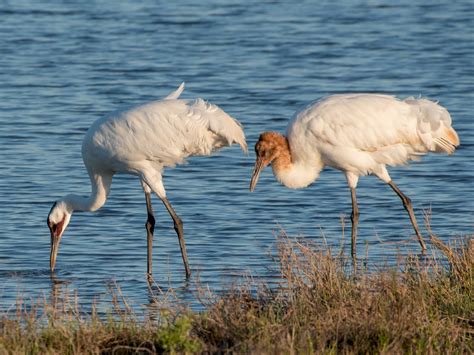 Whooping Crane Ebird