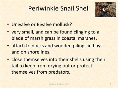 Shells Louisana Seagrant Ppt Download