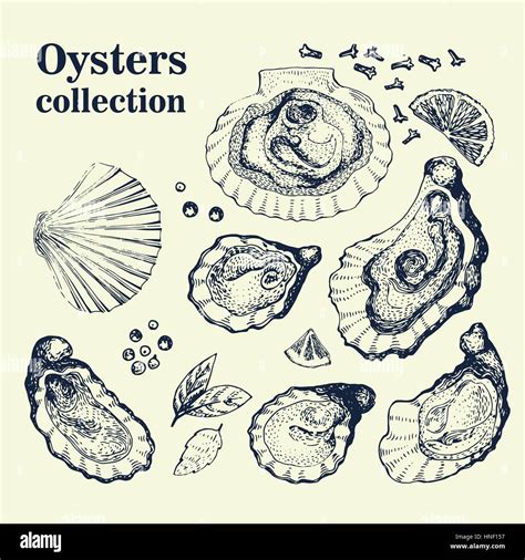 Как нарисовать устрицу (Много фото) - drawpics.ru