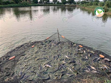 1 บ่อเลี้ยงปลาดุก พลังเกษตร Com