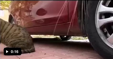 Dafuq did you say !? Yeah, You heard me.. - 9GAG