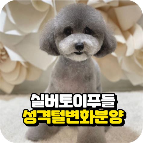 실버 토이푸들 성격 털 색깔 변화 과정 및 분양가격 네이버 블로그