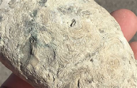 Identification Of A Porous Egg Shaped Fossil Fossil Id The Fossil