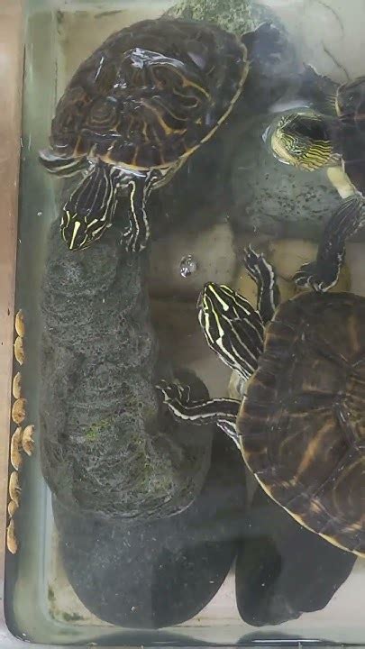 거부기♡♡ 열심히 먹이에 집중~~♡♡ Youtube