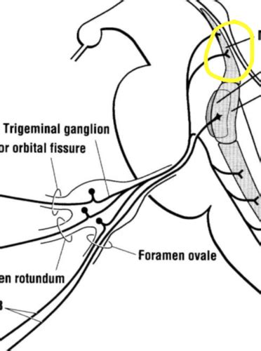 trigeminal flashcards quizlet