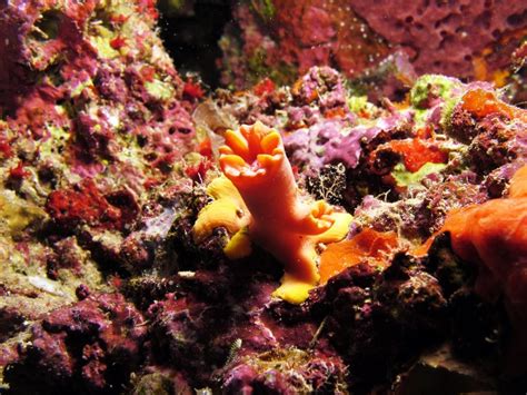 What Are Coralline Algae Aquarium Education Algaebarn