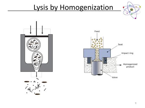 Homogenization Cell Lysis At Valentine Yan Blog