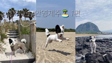 강아지랑 일주일동안 제주도 뿌시기 안영제주🏝 1편 Youtube