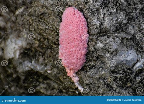 Cluster Of Pink Snail Eggs In Everglades National Park Stock Image