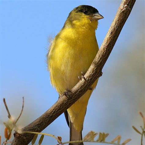 Colorful Birds Of Arizona Desert
