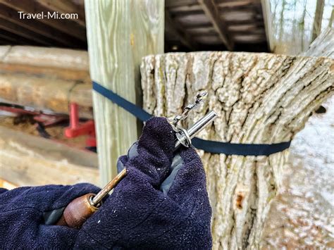 How To Tap A Maple Tree For Syrup Demonstration Video And Helpful Tips