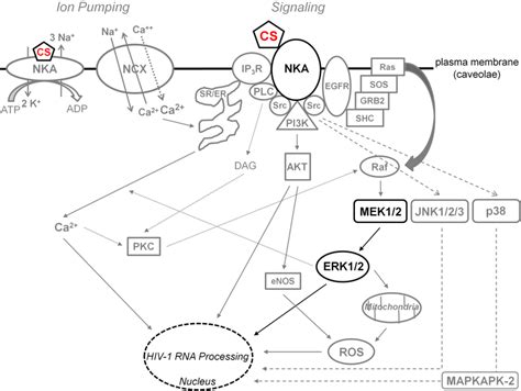 20 Model Depicting The Suggested Signaling Pathway Modulated By Css To