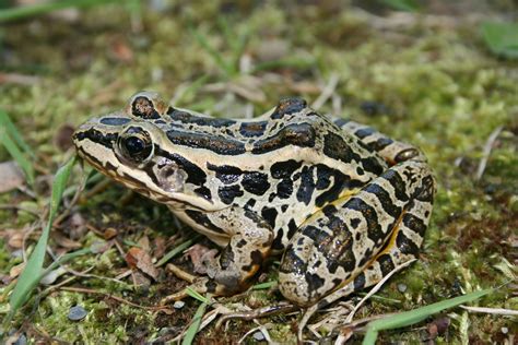 Grenouille Des Marais — Répertoire Nature
