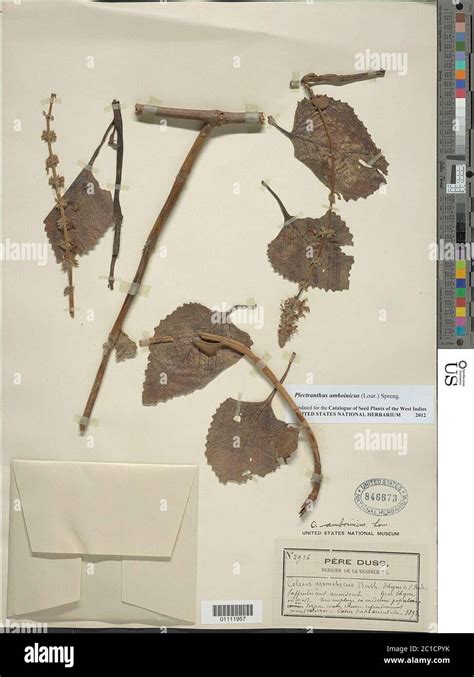 Plectranthus Amboinicus Lour Spreng Plectranthus Amboinicus Lour Spreng