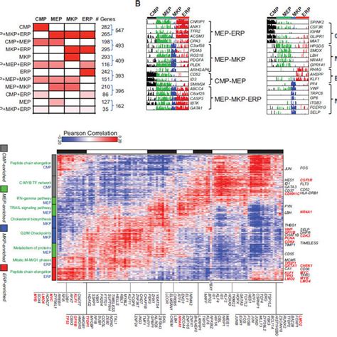 Gene Expression Patterns Reveal Unique Transitional Gene Expression In