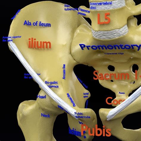 Human Skeleton Set Complete Separable Labelled Bone Names Parts 3d Model Superhive Formerly