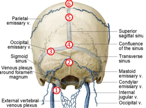 Lecture 11 Flashcards Quizlet