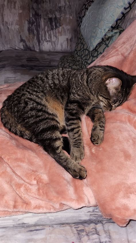 Missing Cat In Louisa Album On Imgur