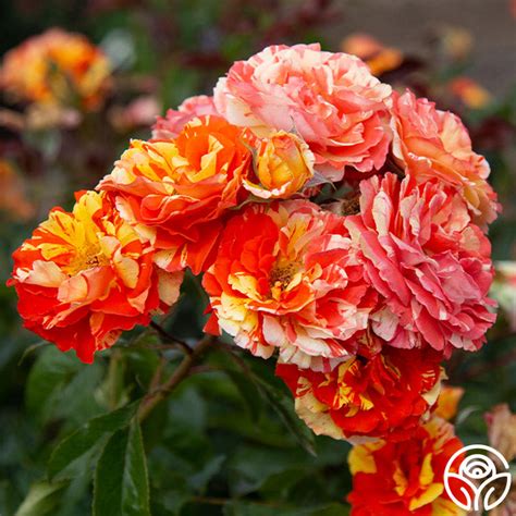 Oranges N Lemons Rose Shrub Moderately Fragrant Heirloom Roses