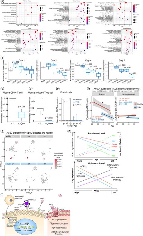 Ace2 Expression Is Negatively With Virus Infection Pathways And Download Scientific Diagram