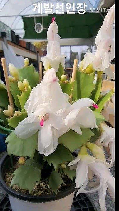 대박💥하얀색 꽃이 예술인 게발선인장다육식물게발선인장 Youtube