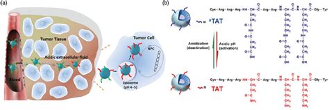 A Illustration Of The Use Of Tat As An Example Of A Cell Penetrating Download Scientific
