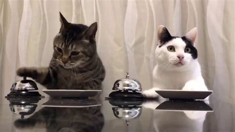 La Meilleure Vidéo De Chats Du Web Tv Languedoc