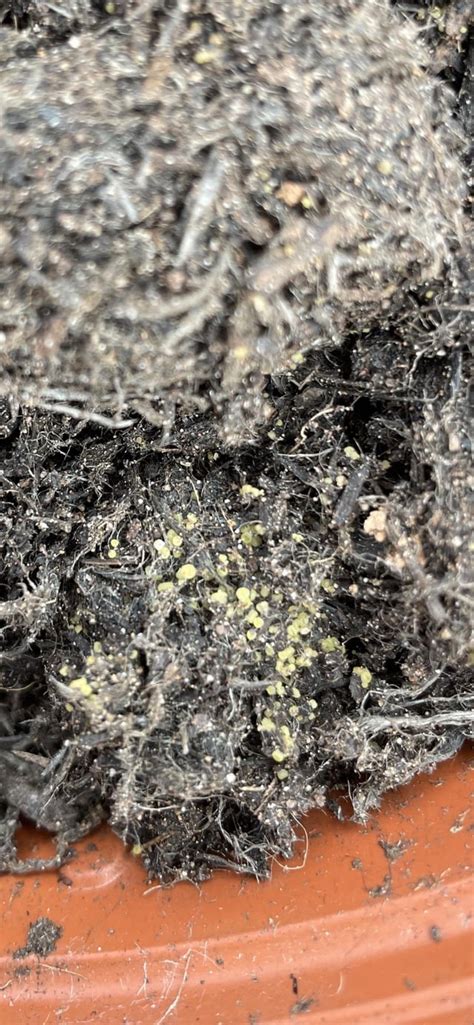 Bacteria Fungus In Compost R Gardeningire