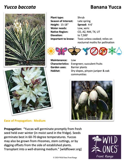 Yucca Baccata Banana Yucca Succulent Native Plant Species Sheet