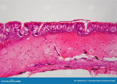 Ciliated Epithelium Under The Microscope Stock Image Image Of