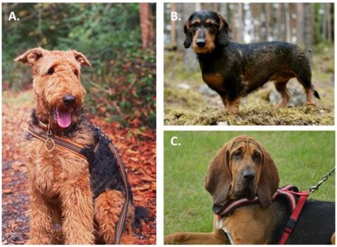Boarhounds Encyclopedia Mdpi