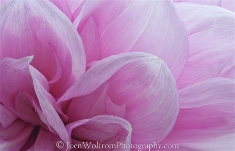 Flowers Pretty In Pink Joen Wolfrom Photography