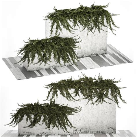 Cypress And Juniper For The Urban Environment 3d Model For Vray