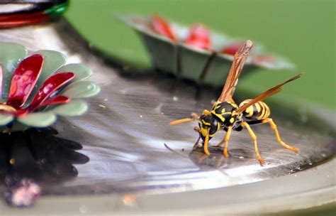 How To Prevent A Wasp Infestation Zest Wasp Removal