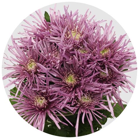 Хризантема одноголовая Узури пёпл (Uzuri Purple)