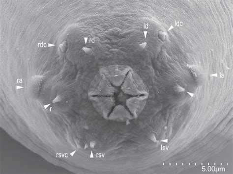 Scanning Electron Photomicrograph Of Pristionchus Dorci N Sp