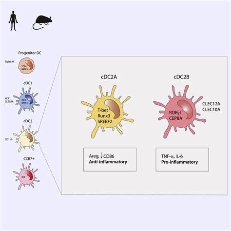 Transcriptional Basis Of Mouse And Human Dendritic Cell Heterogeneity Cell