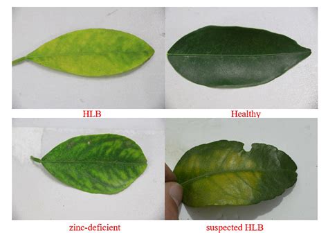 Table 1 From Citrus Huanglongbing Detection Based On Multi Modal