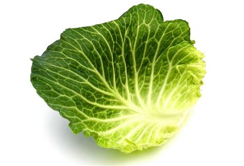 Eating Cabbage Decrease Milk Supply At James Glassop Blog