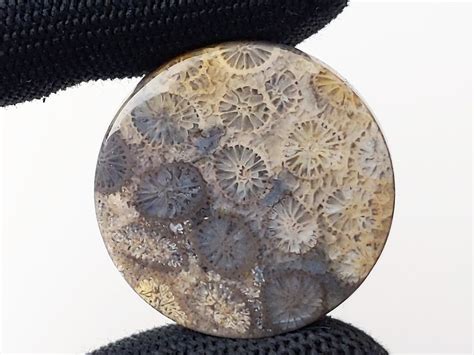 Fossilized Coral Indonesia Fossilized Gemstone Loose Gemstone For