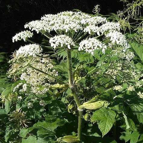Cow Parsnip You May Recognize Alaska Herbal Solutions
