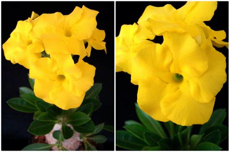 Пахиподиум (Pachypodium) | Raritet-plants