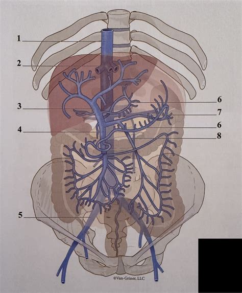 Abdominal Veins Diagram Diagram Quizlet